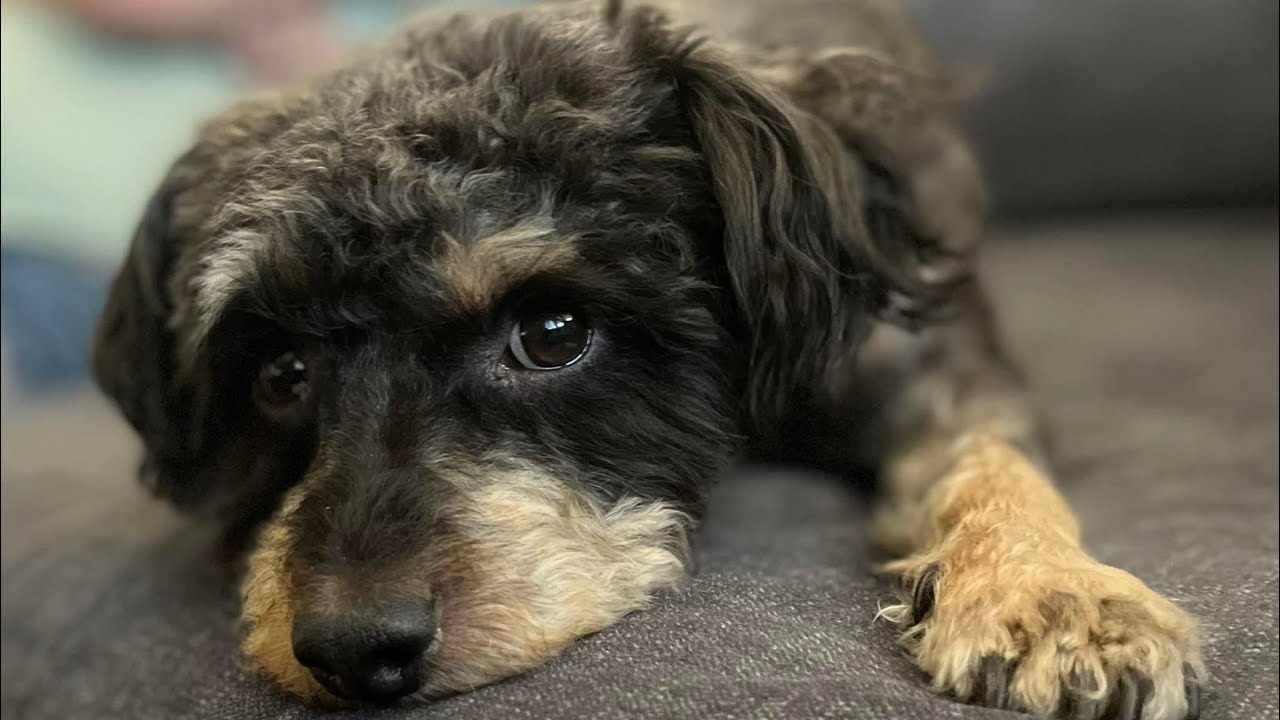 Elliot The Dog First Death Anniversary tribute video - YouTube