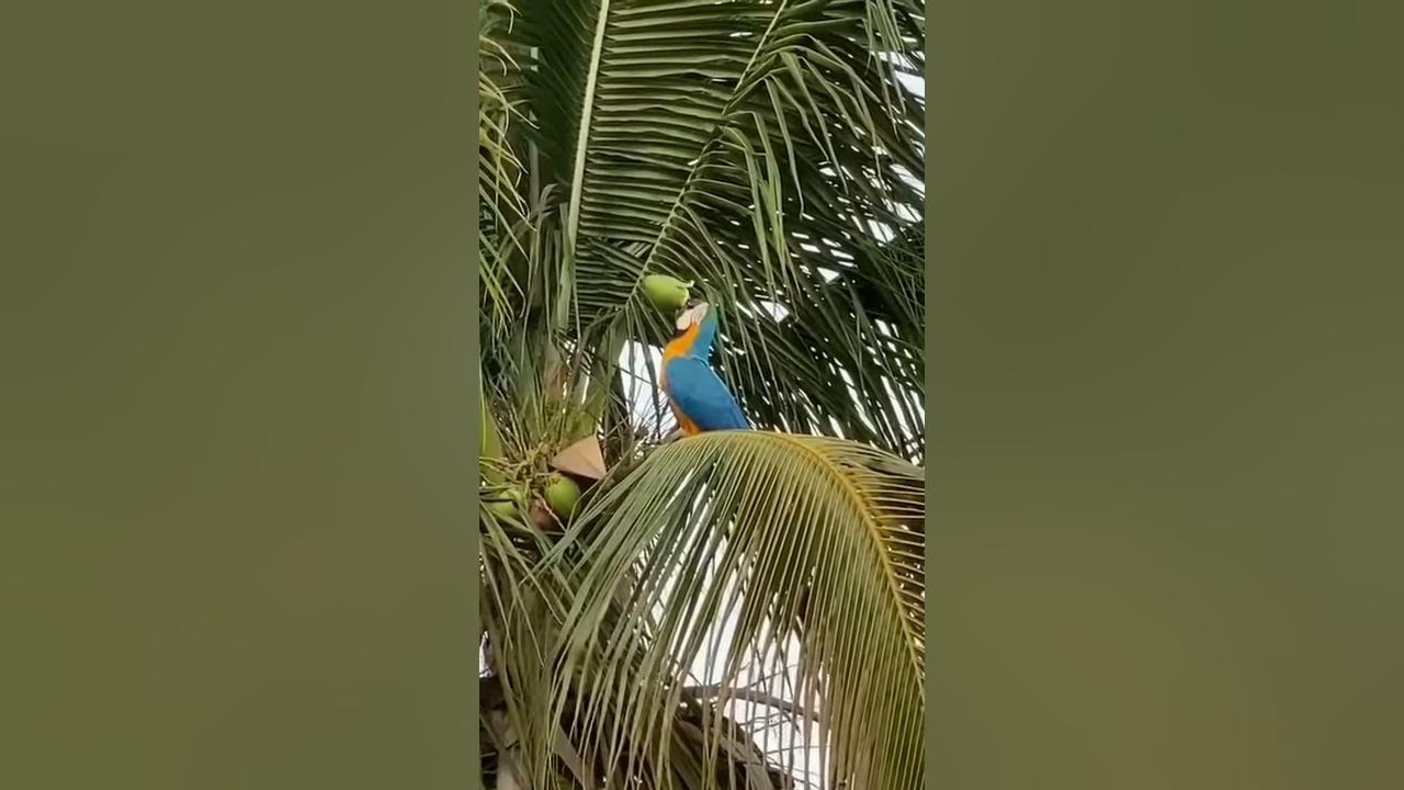 Makavo Bird In Coconut Tree Malayalam makaw YouTube makavo-bird-in-coconut-tree-malayalam-makaw-youtube