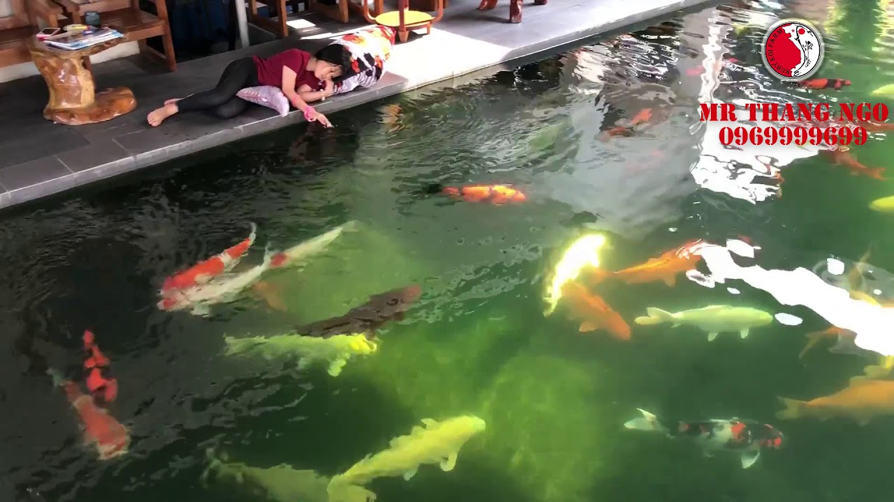 Relax by the koi pond - YouTube