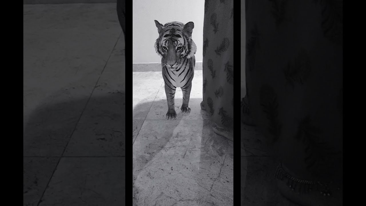 Tiger at home - YouTube