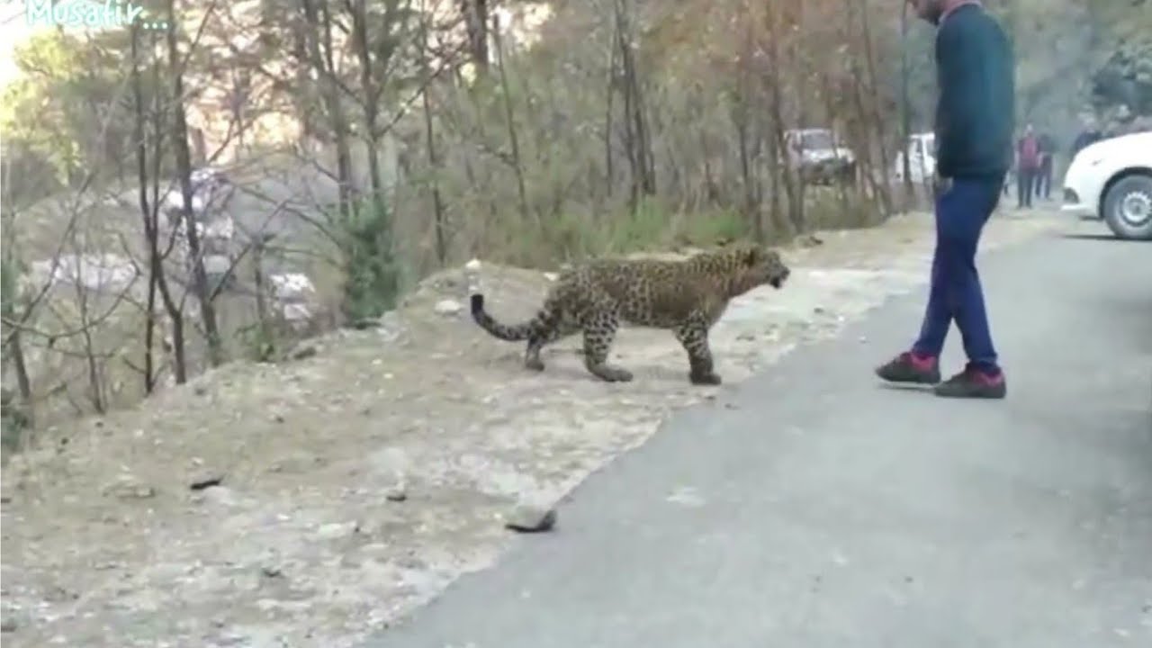 Wild Leopard caught alive in Andergam Pattan - YouTube