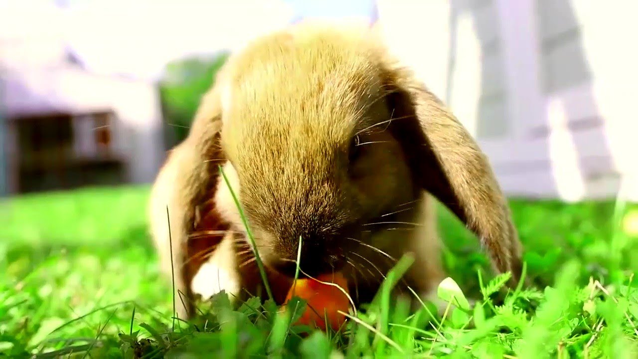 🐰🥕 Rabbit eating sound effect 10 hours - bunny asmr relaxation animal ...