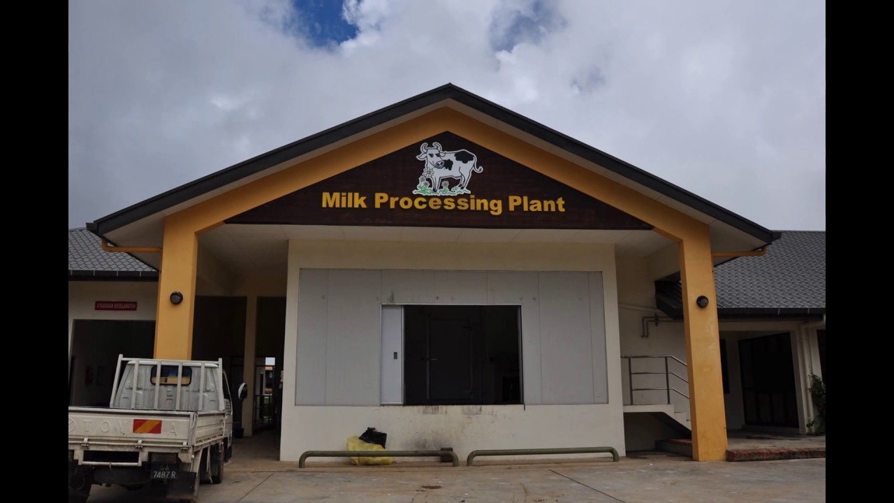 TRIP TO DESA CATTLE DAIRY FARM KUNDASANG SABAH - YouTube