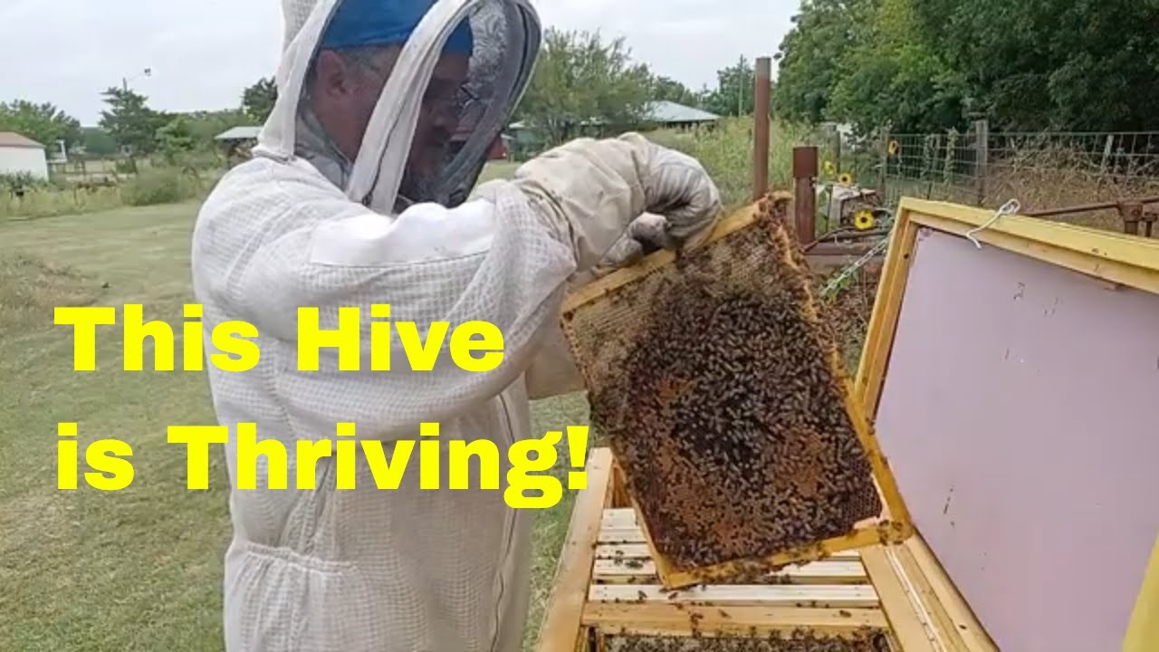 This is what a Thriving Layens Hive looks like! Yellow Hive Inspection ...