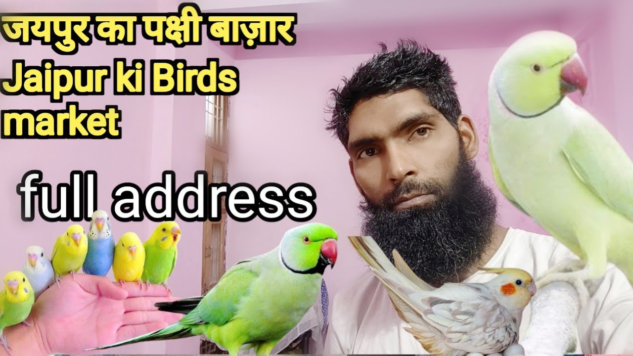 जयपुर का पक्षी बाज़ार Jaipur ki Birds market_full address full details ...
