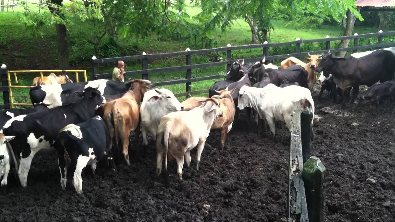 Un vaca esta guapa con el senor - YouTube