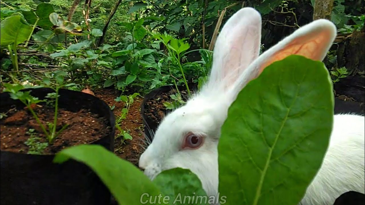 Cute Animals ️ bunny || Adorable Cute Rabbit 🐇 | playing with rabbit in ...