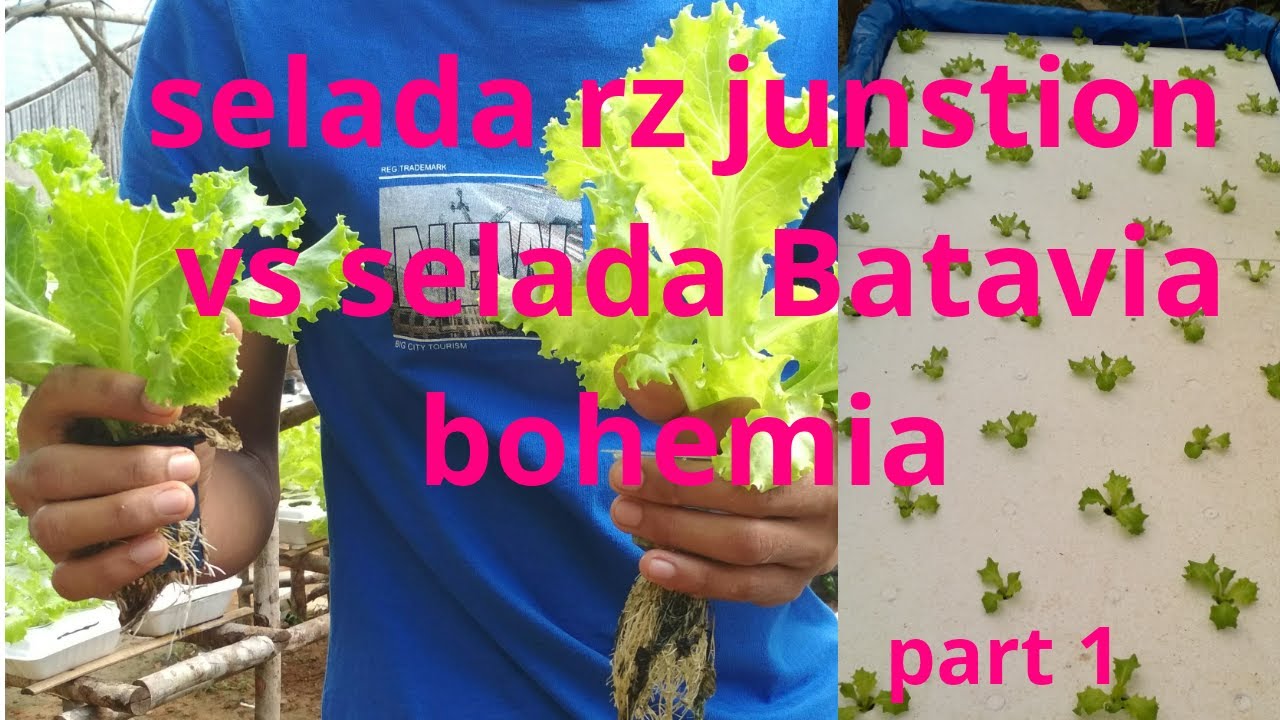 Selada rz junction vs selada Batavia bohemia!! Part 1 - YouTube