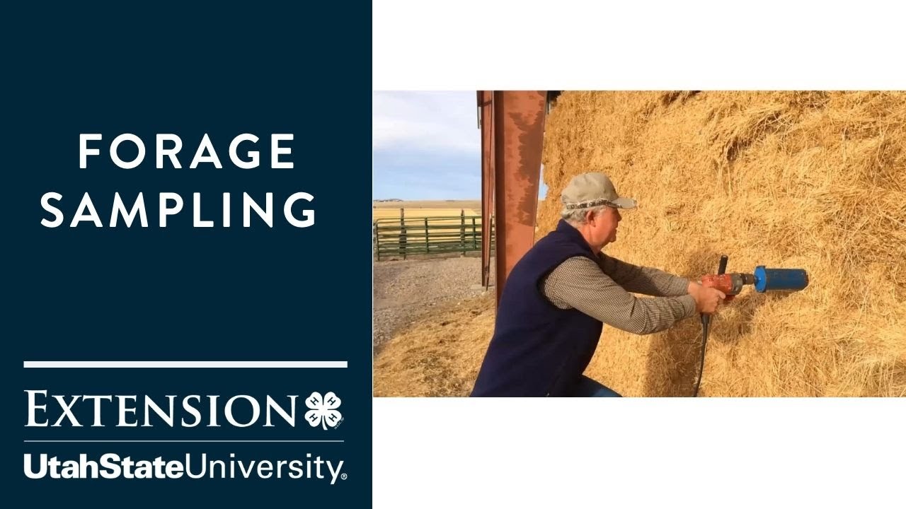 Forage Sampling - YouTube