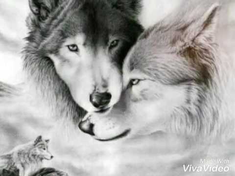 Gurcustanlilar 2017 almatada