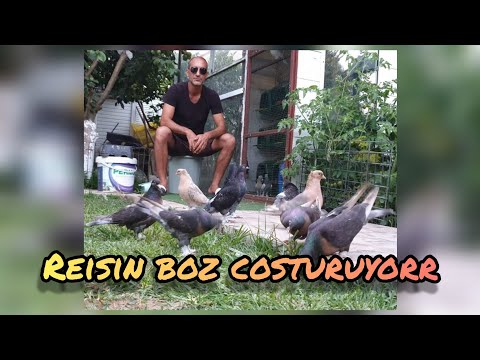 Gökhan Reisin Boz Güvercin  Show Yapmaya Başladı #GökhanBingöl #Mutlumirocu