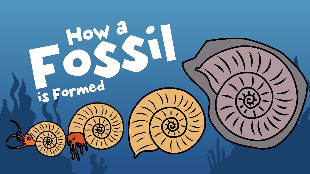 How Fossils Are Formed? | Ammonite Fossil Formation Animation - YouTube