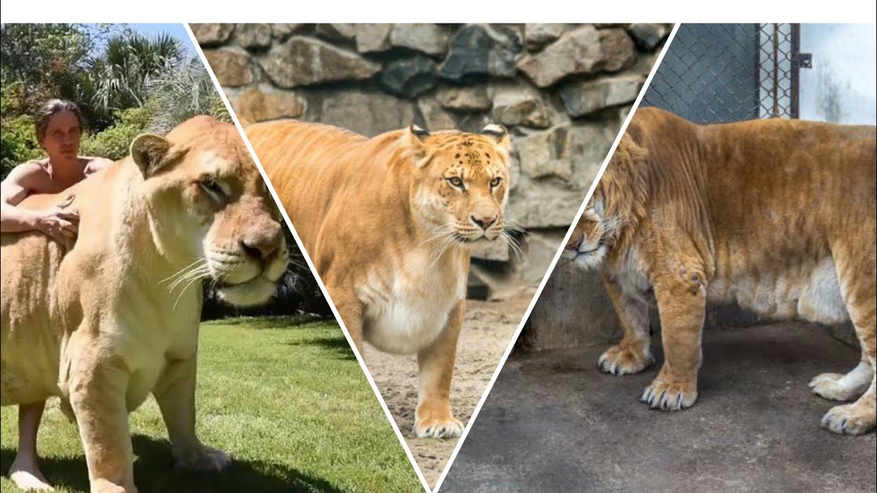 what is Liger - top 5 interesting facts about liger #liger ...