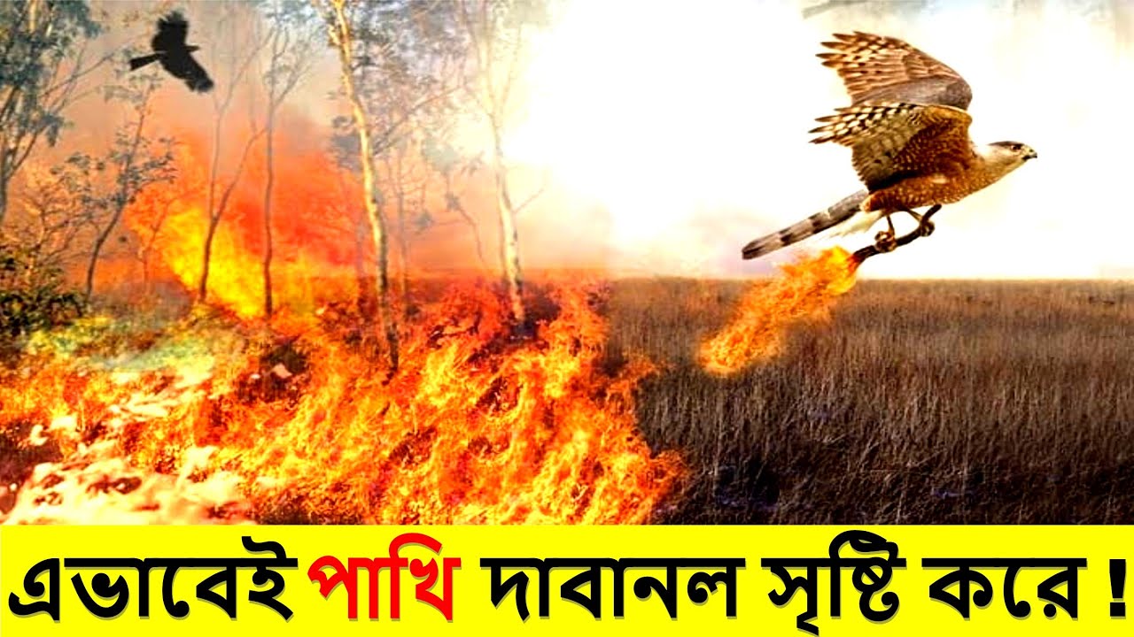 Why Birds set fire in the Jungle I How Birds use fire I Brown Falcon I ...