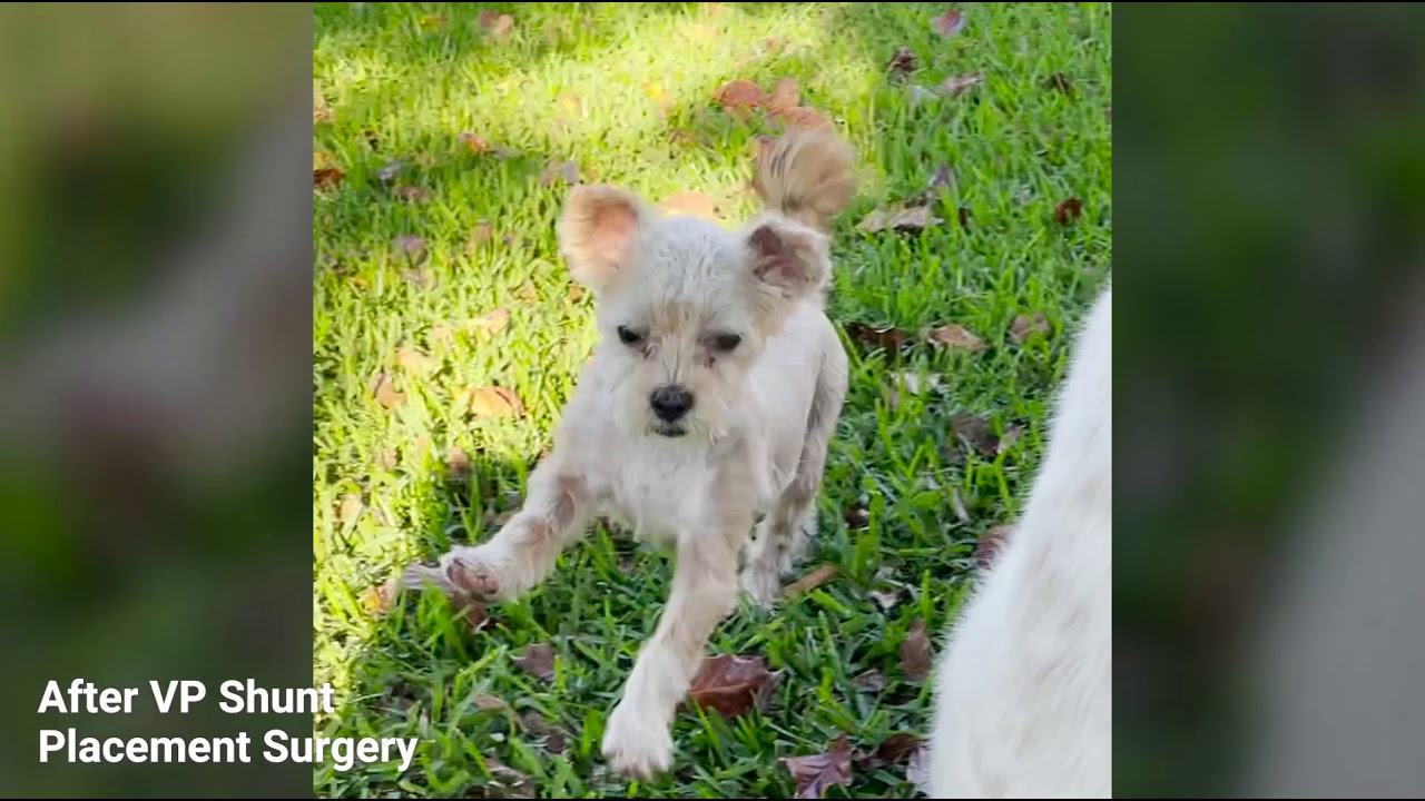 Hydrocephalus In Dogs