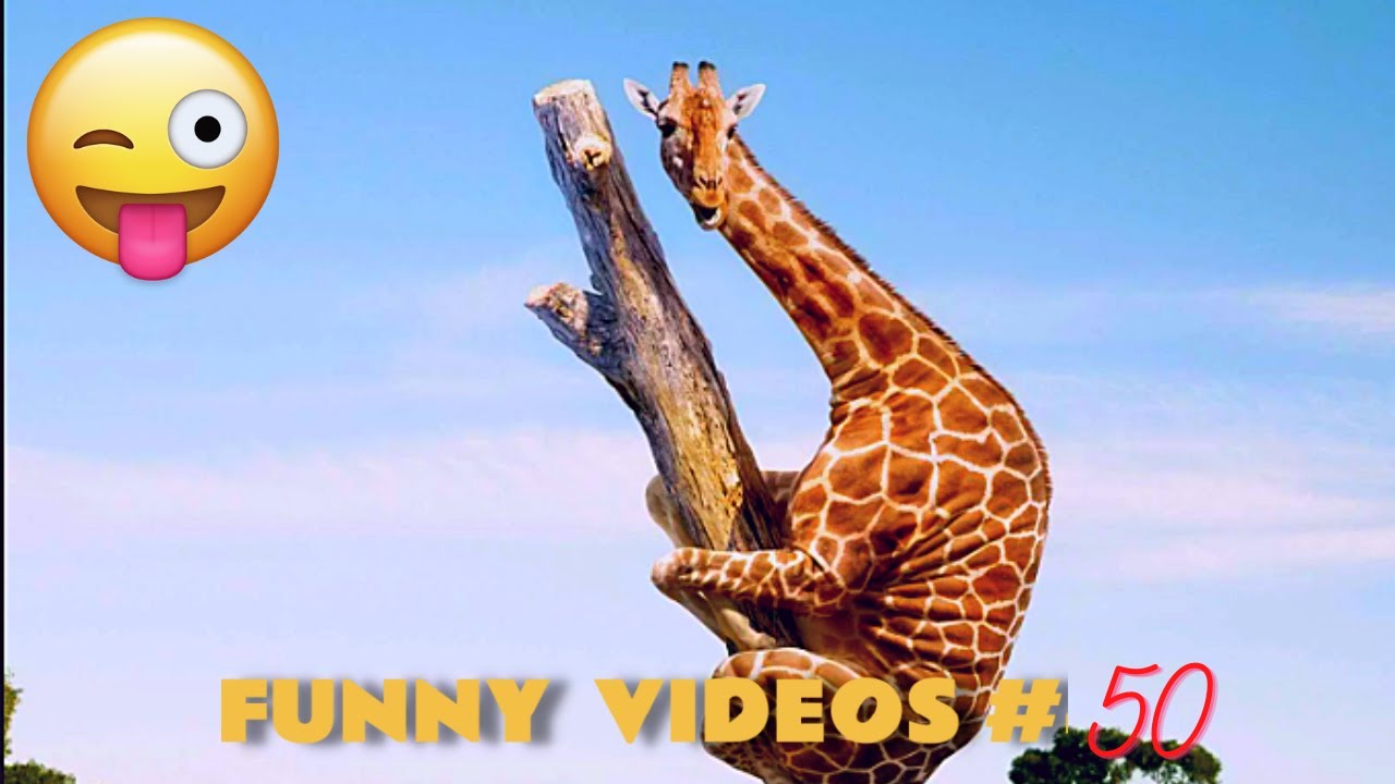 Funny Animals #50 | Try not to laugh 🤣| Funny videos - YouTube
