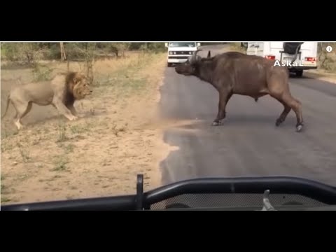 Top 10 Preys Who Can Defend Themselves From Predators When Prey Fights ...
