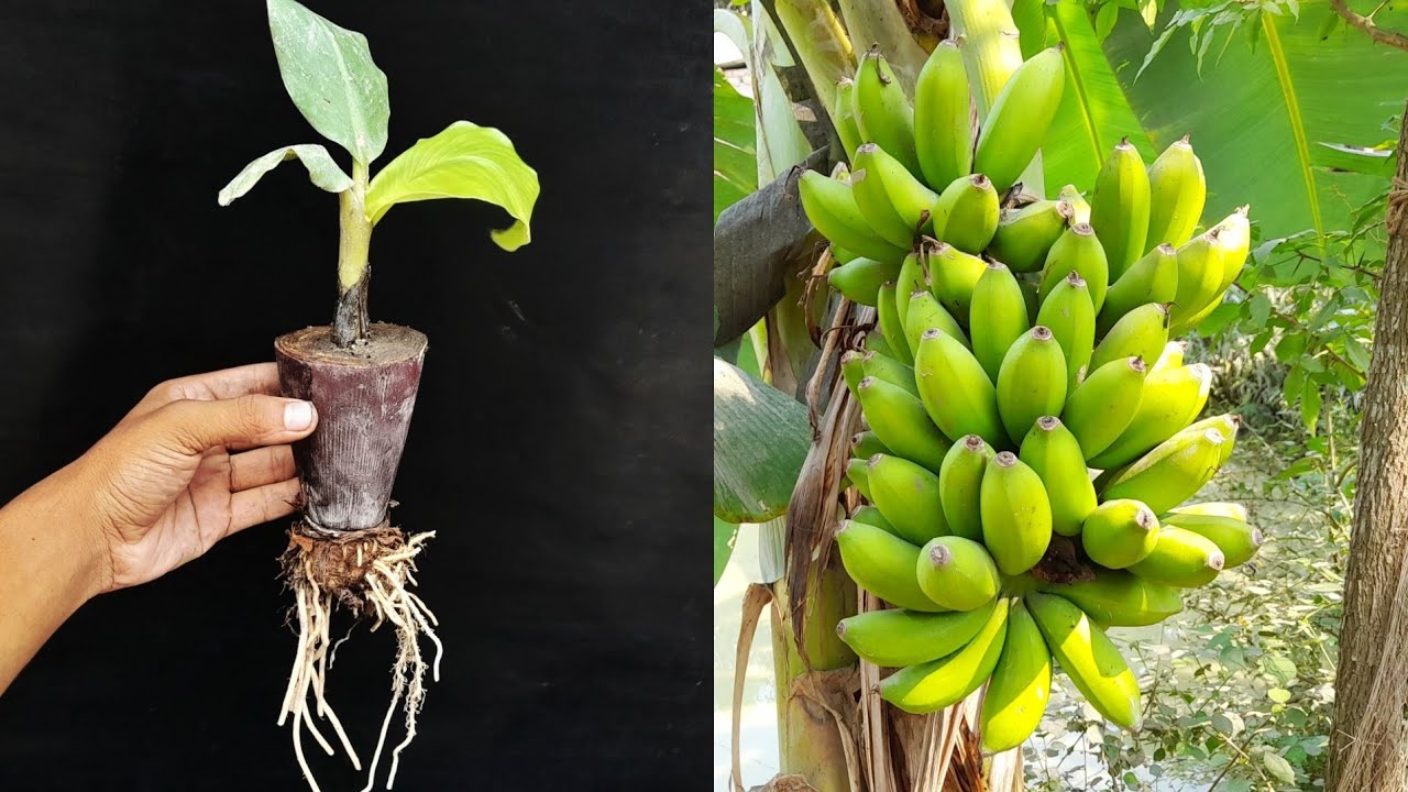 Great Technique For Grafting Banana Tree From Banana Flowee | Grafting ...