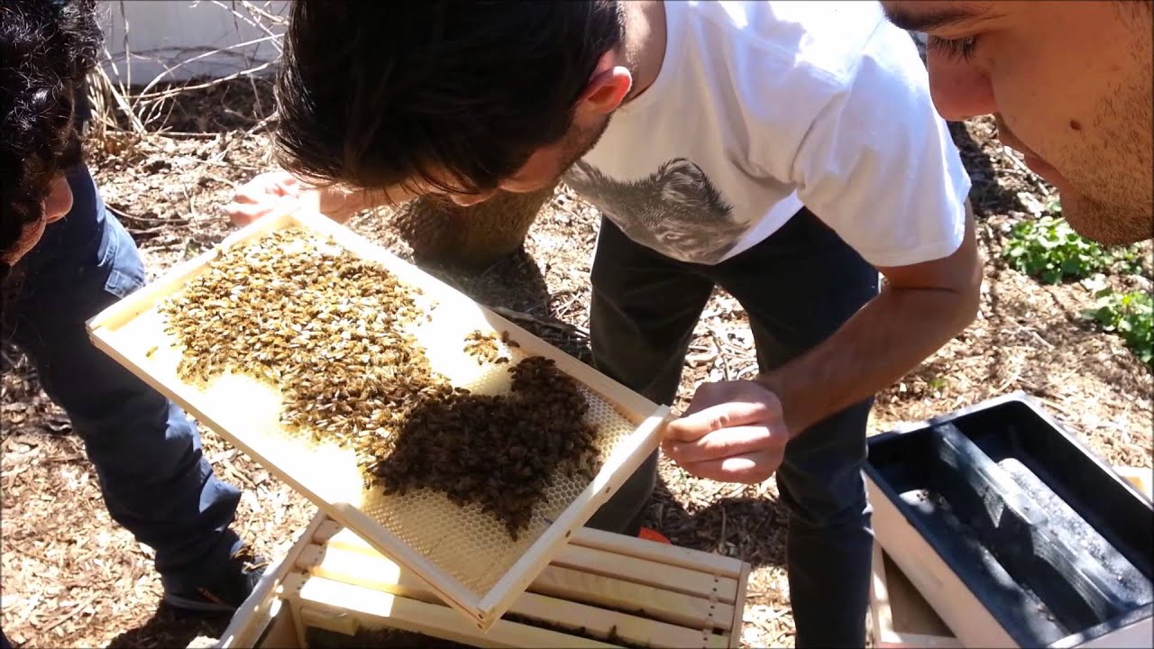 "Beehigh" ~ 15min Backyard Beekeeping Documentary - YouTube