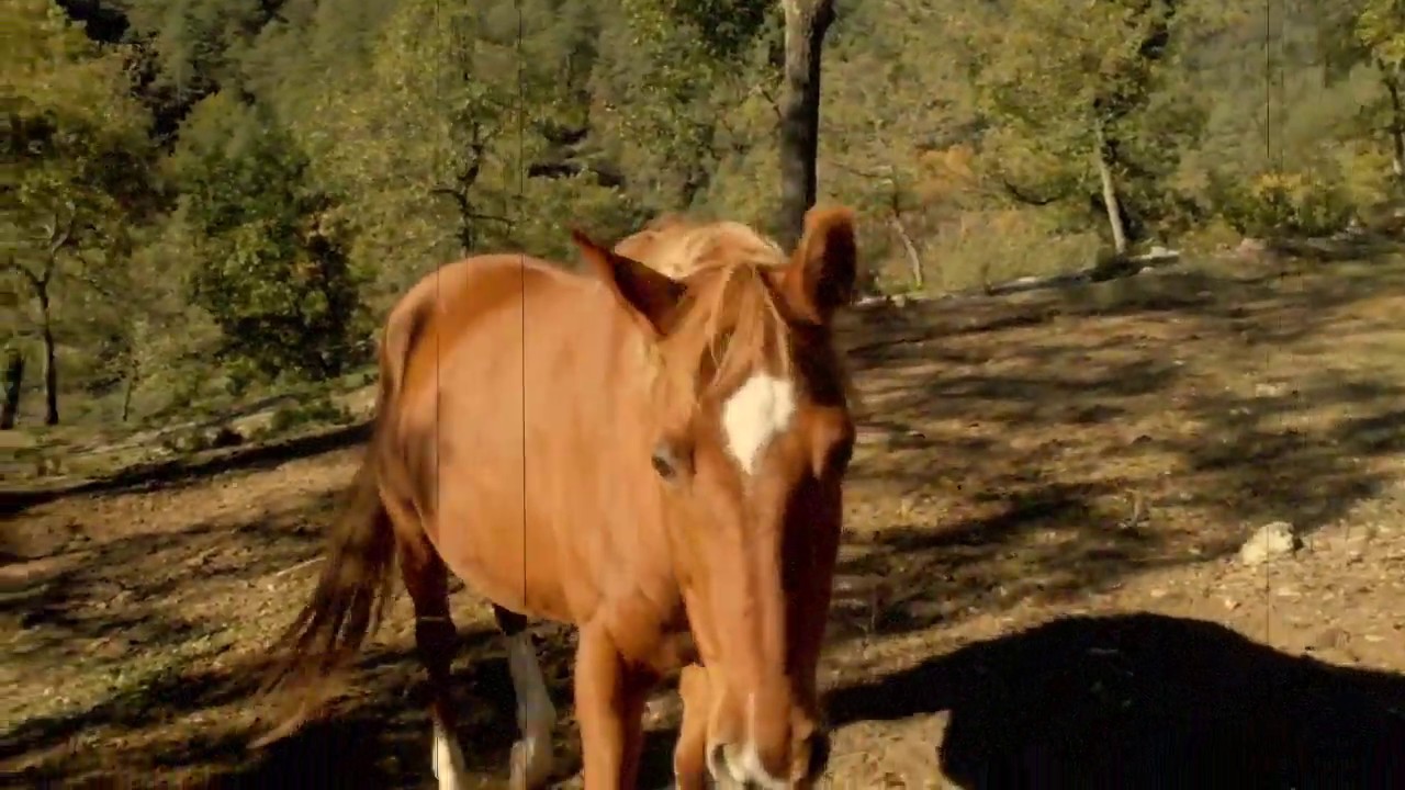 Zoe Boekbinder & Dustin Hamman - Sixty Spanish Horses (Official Video ...