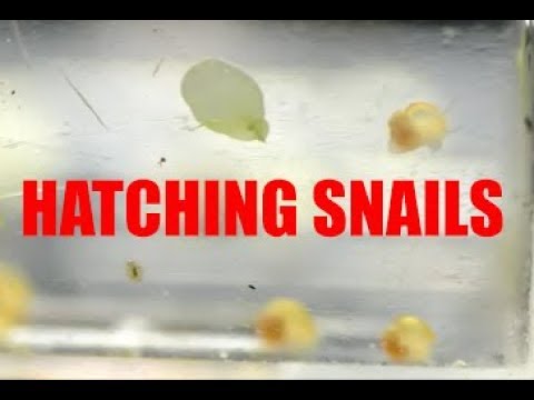 Hatching baby snails, Snails first steps! Sunday Fun day BONUS video ...