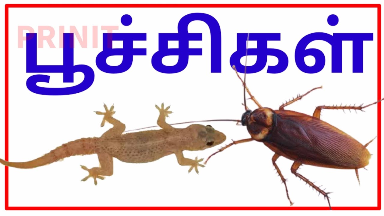 insects names in Tamil| வீட்டில் வசிக்கும் பூச்சிகள்| வீட்டுக்குள் ...