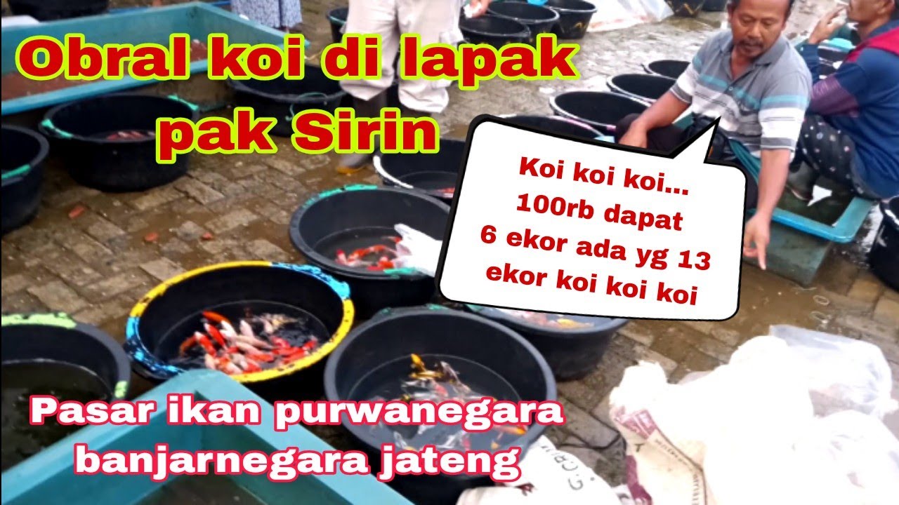 Paket ikan koi 100 ribuan jos jos di pasar ikan purwanegara ...