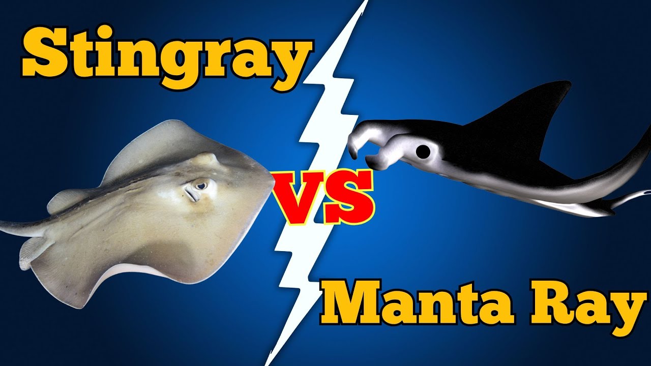 Manta Ray vs Stingray: Ocean Cousins You Shouldn’t Confuse - YouTube