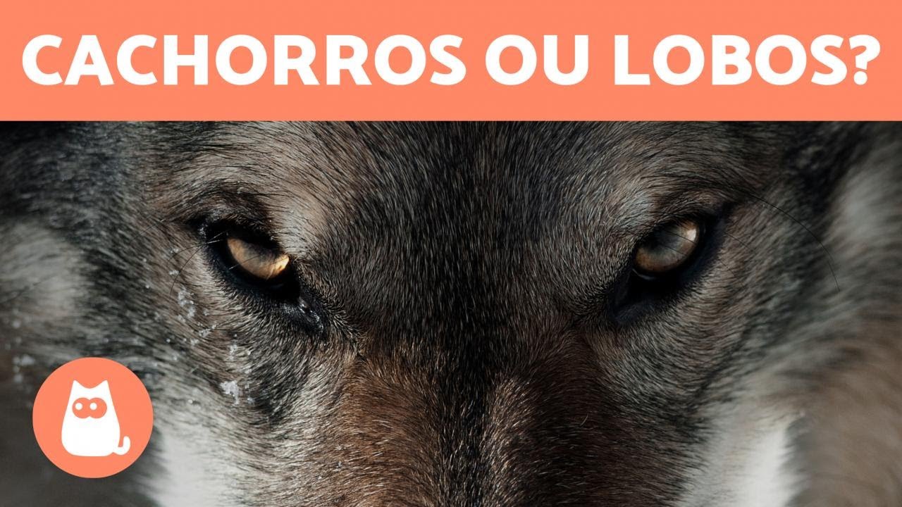 Racas De Caes Lobo Cão Lobo Checoslovaco Raças De Cachorro