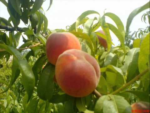 PİYANİST TOLGA-Sim Sim