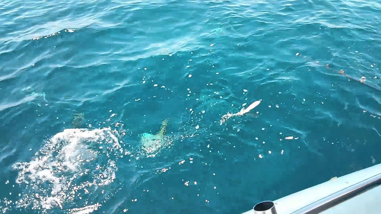Cardume de dourados no mar - Itapoá-SC - YouTube