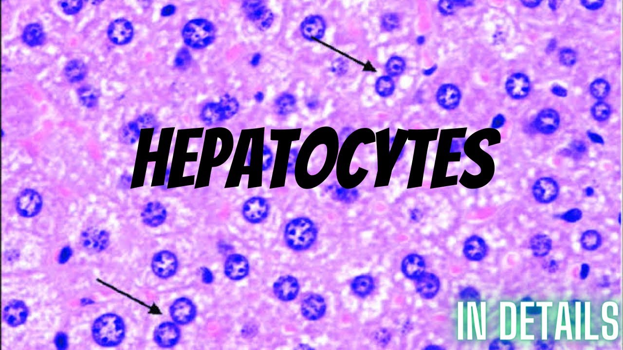 Hepatocytes in details. Cytology part 81. - YouTube