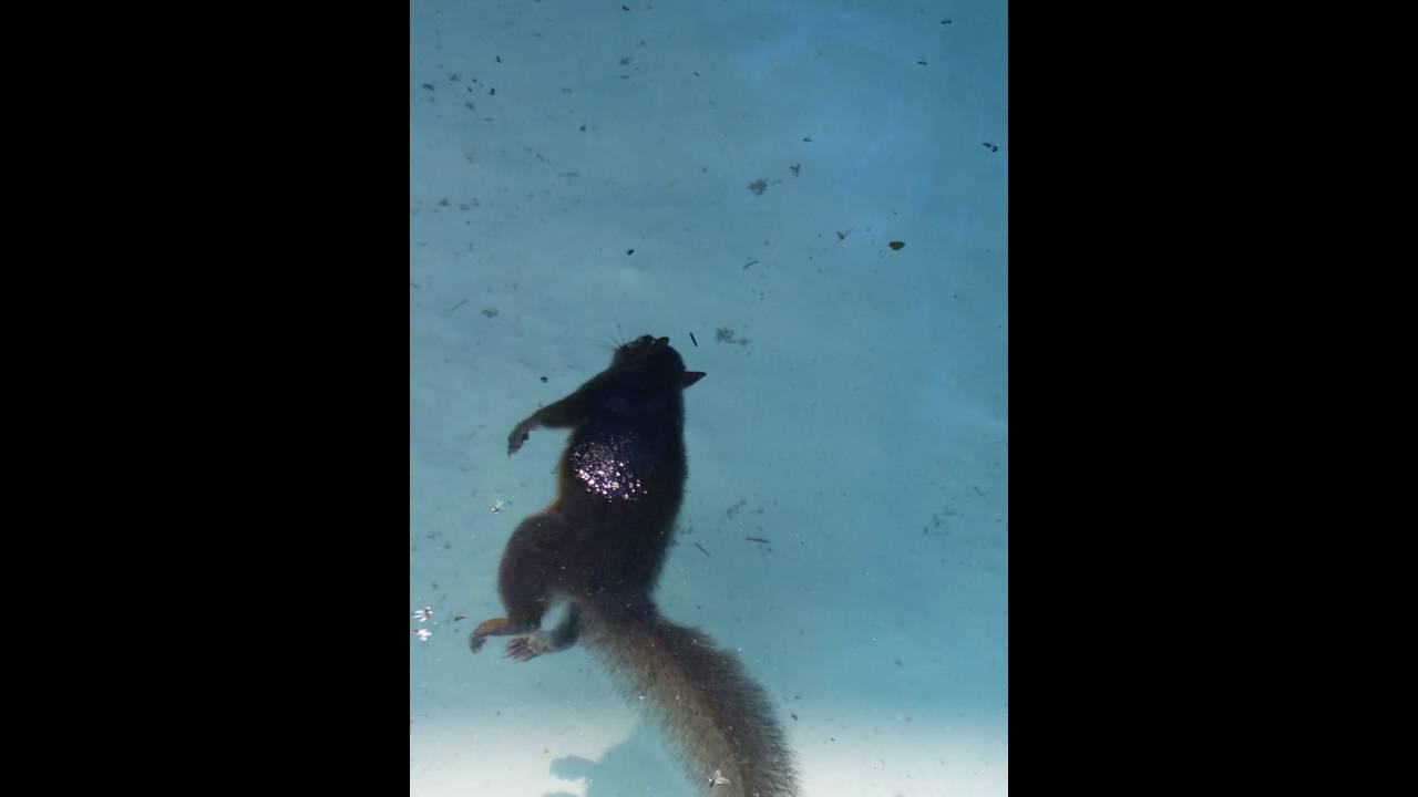 Dead squirrel in the pool! Kids took it out! - YouTube