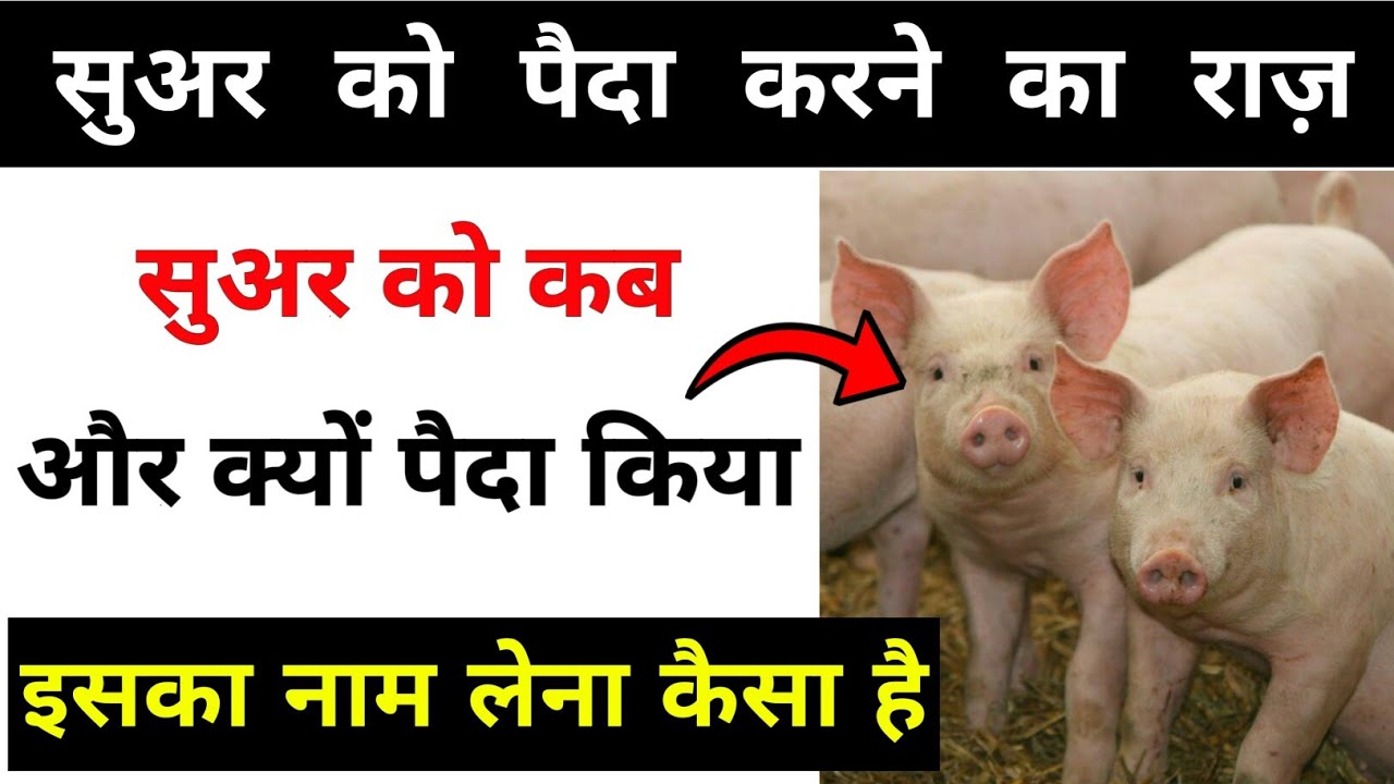 Allah Ne Suar Kyu Banaye || सुअर क्यों पैदा हुए || Musalman Suar Kyun ...