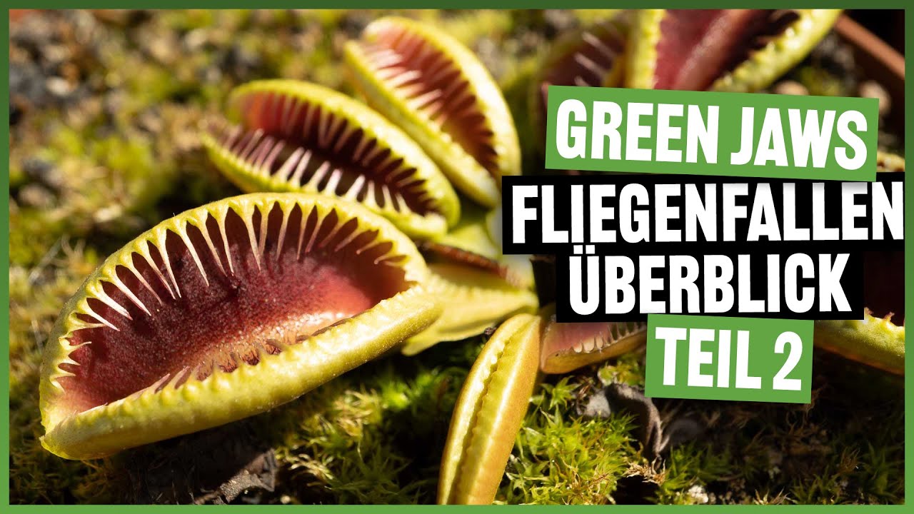 #155 Die Green Jaws Dionaea muscipula Sammlung im Detail - Teil 2 - YouTube