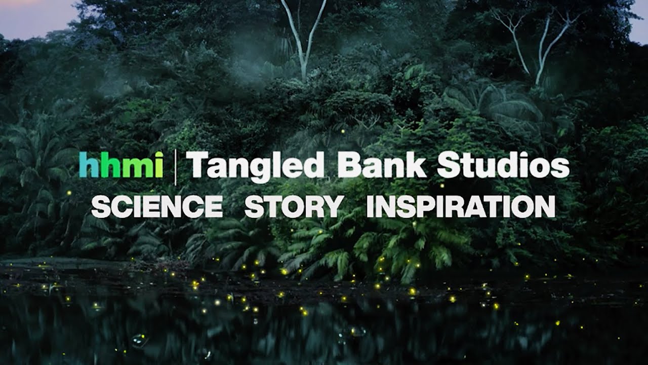 HHMI Tangled Bank Studios | Studio Trailer (2025) - YouTube