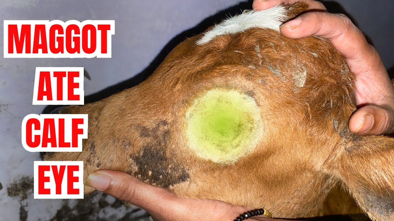 MAGGOTS EATING CALF EYE - YouTube