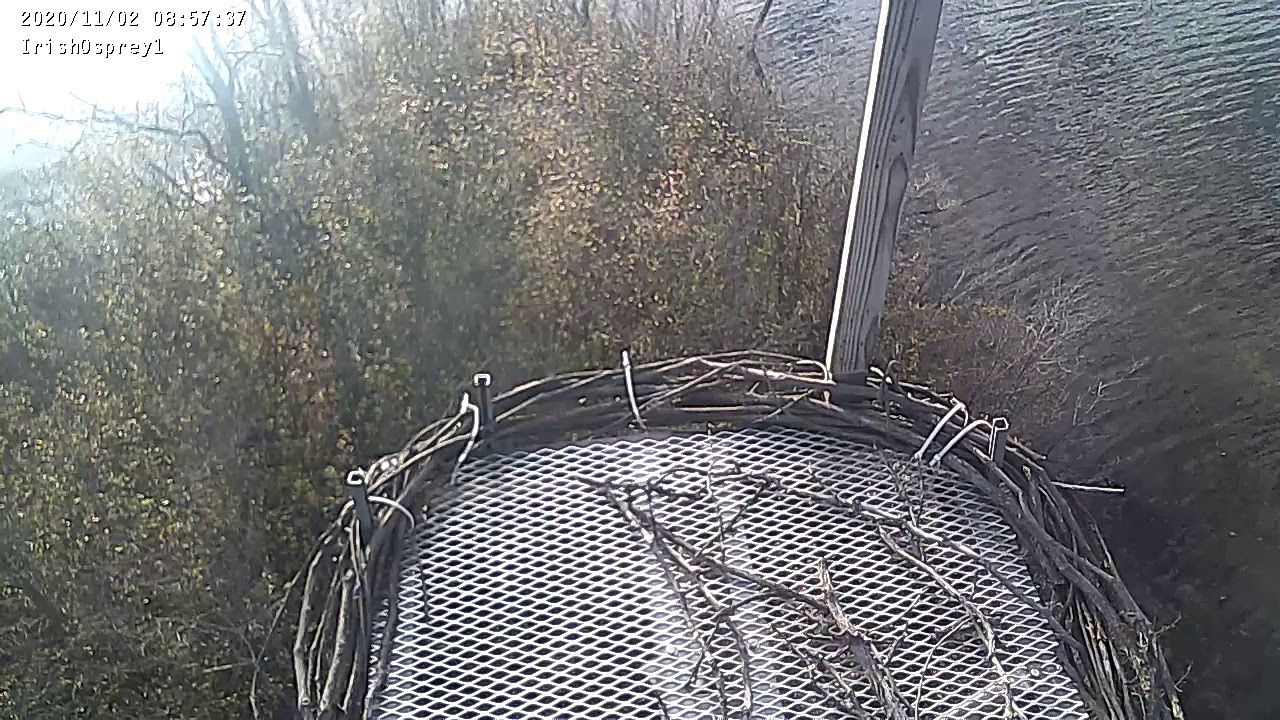 Irish Lake Indiana Osprey Cam Live Stream - YouTube