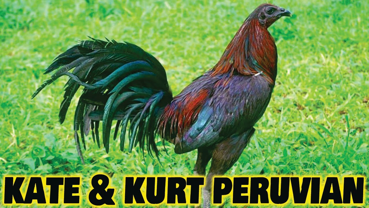 KATE & KURT FARM Beautiful Black Birds Peruvian Breeder - YouTube