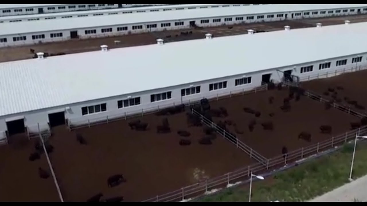 Beef Cattle Farm Project - YouTube