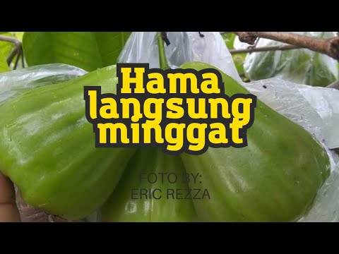 Waktu Paling Tepat Penyemprotan Hama jambu air Green Giant - YouTube