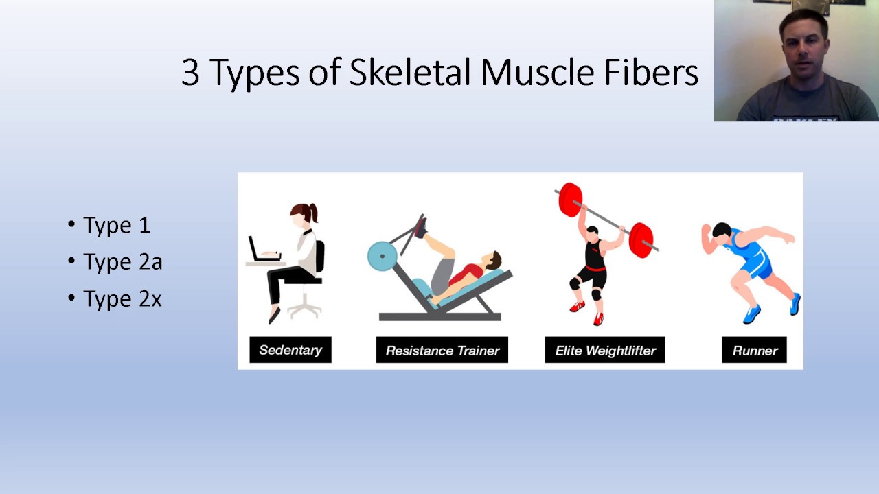 Skeletal Muscle Fiber Types - YouTube