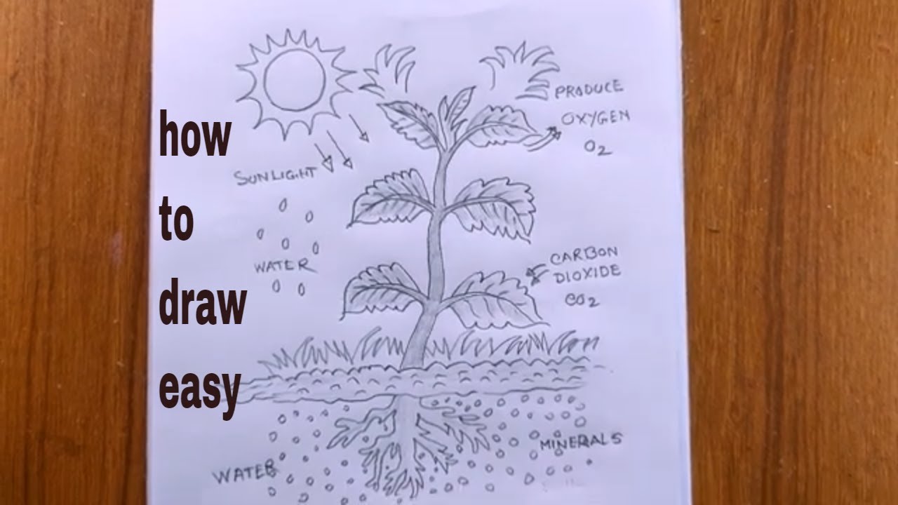 how to draw photosynthesis diagram/plant drawing - YouTube