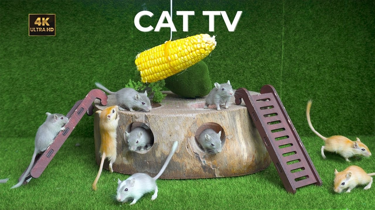 Cat TV 🐾 Mice Hide and Seek Frenzy | Your Cat’s New Favorite | 8 Hours ...