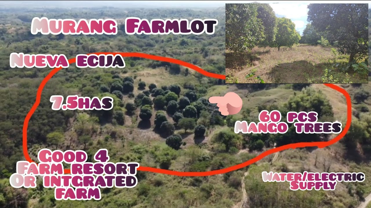lot#101 farm/mango farm 7.5has nueva ecija with 60 pcs mango trees ...