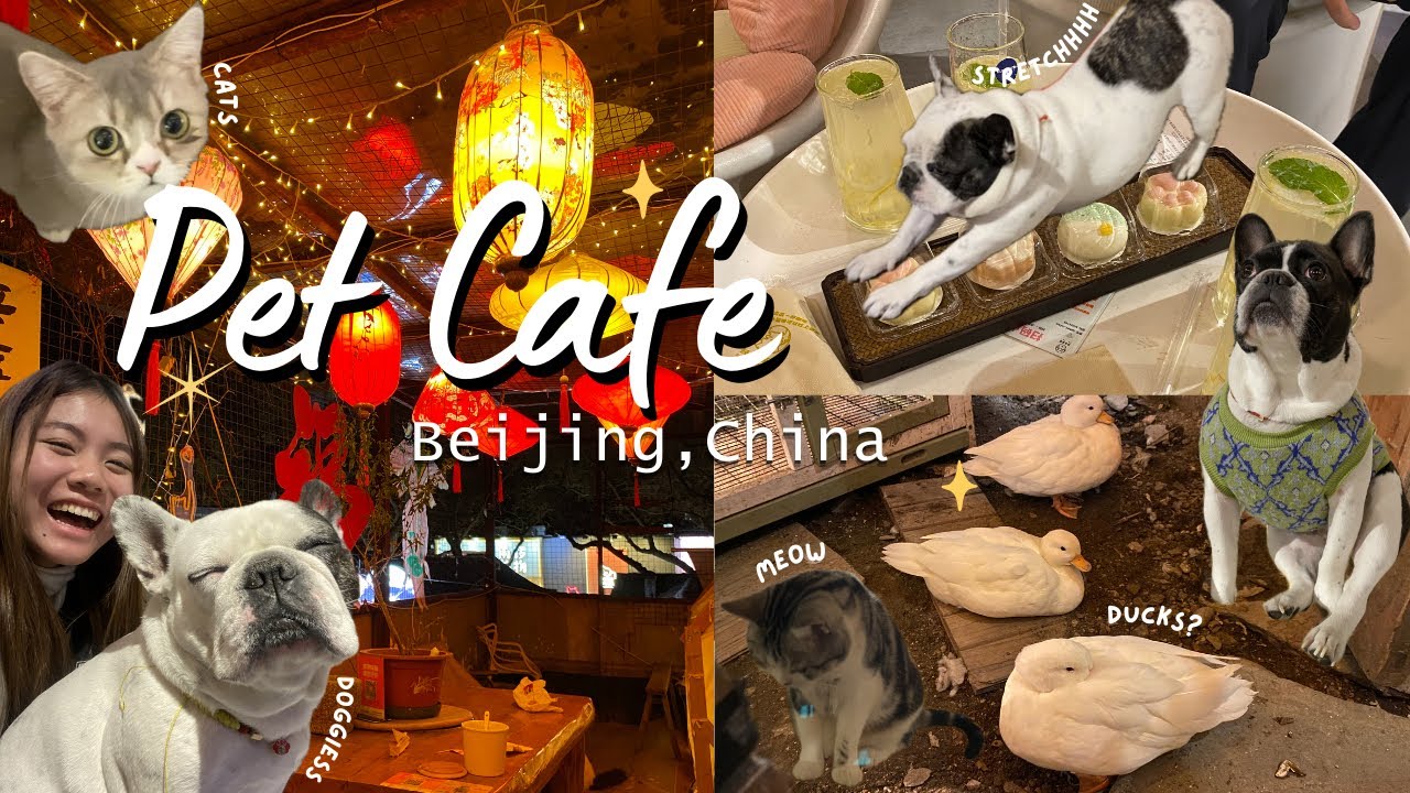 Most Cozy and Lovely Cat/Dog Cafe in Beijing!! Travel Vlog :) - YouTube