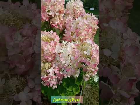 "Даймонд Руж" Гортензия Метельчатая - YouTube