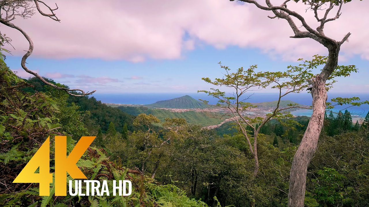 Hawaiian Nature 4K Video, Oahu - 3 Hour Long Nature Relaxation with ...