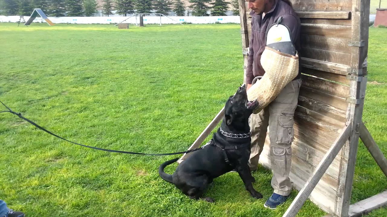 Cane Corso (Deus) Hold & Bark - YouTube