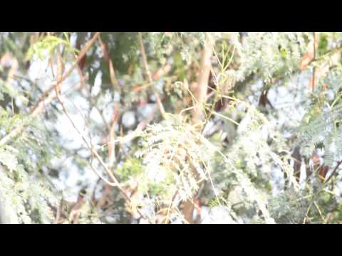 canon eos m video
